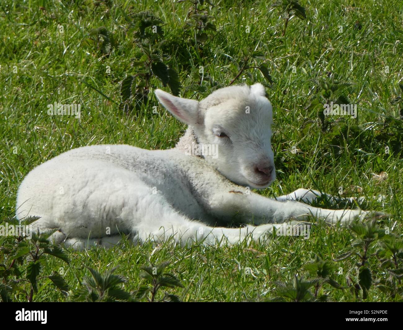 Lamb sitting hi-res stock photography and images - Alamy