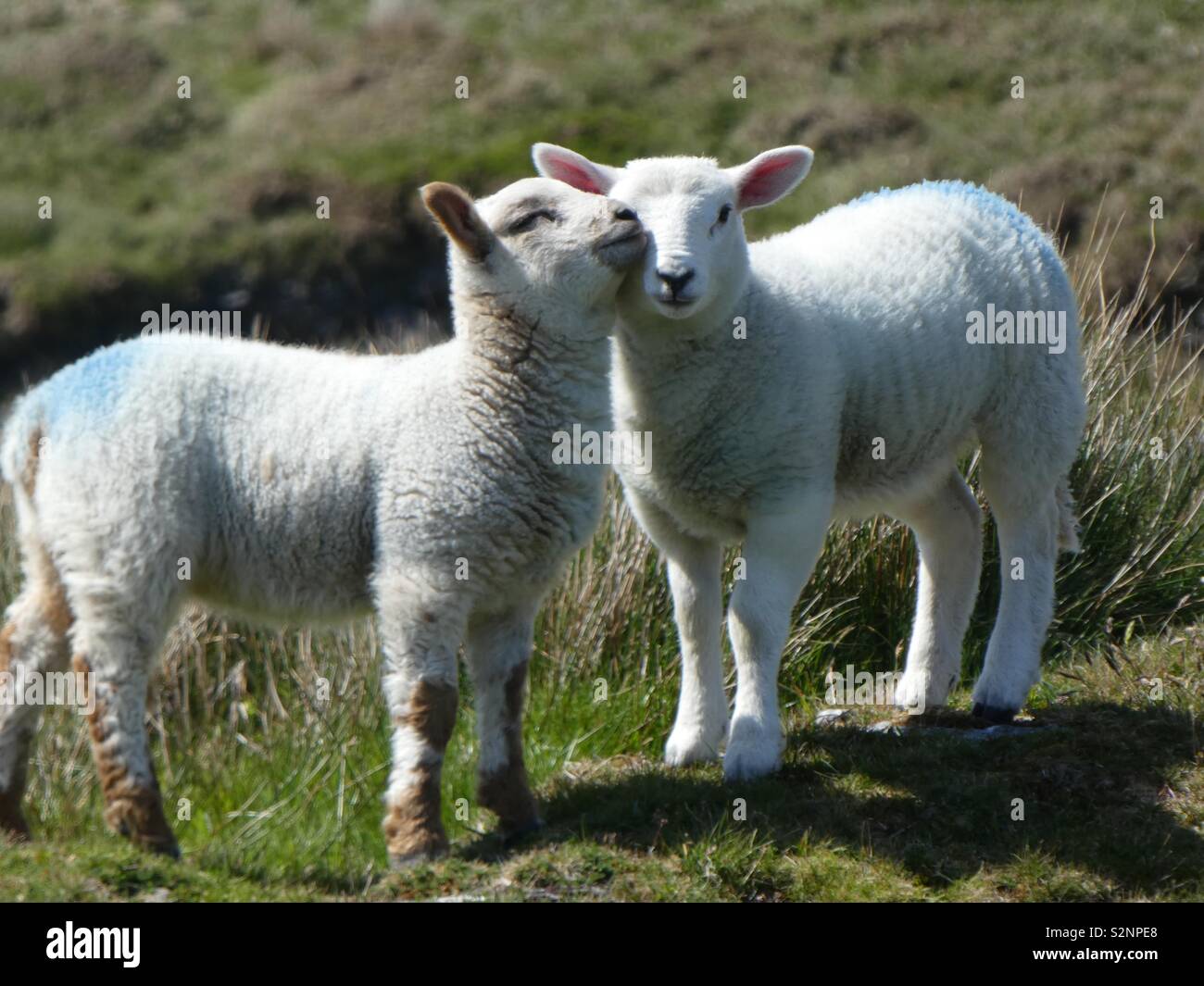 Lambs wool hi-res stock photography and images - Alamy