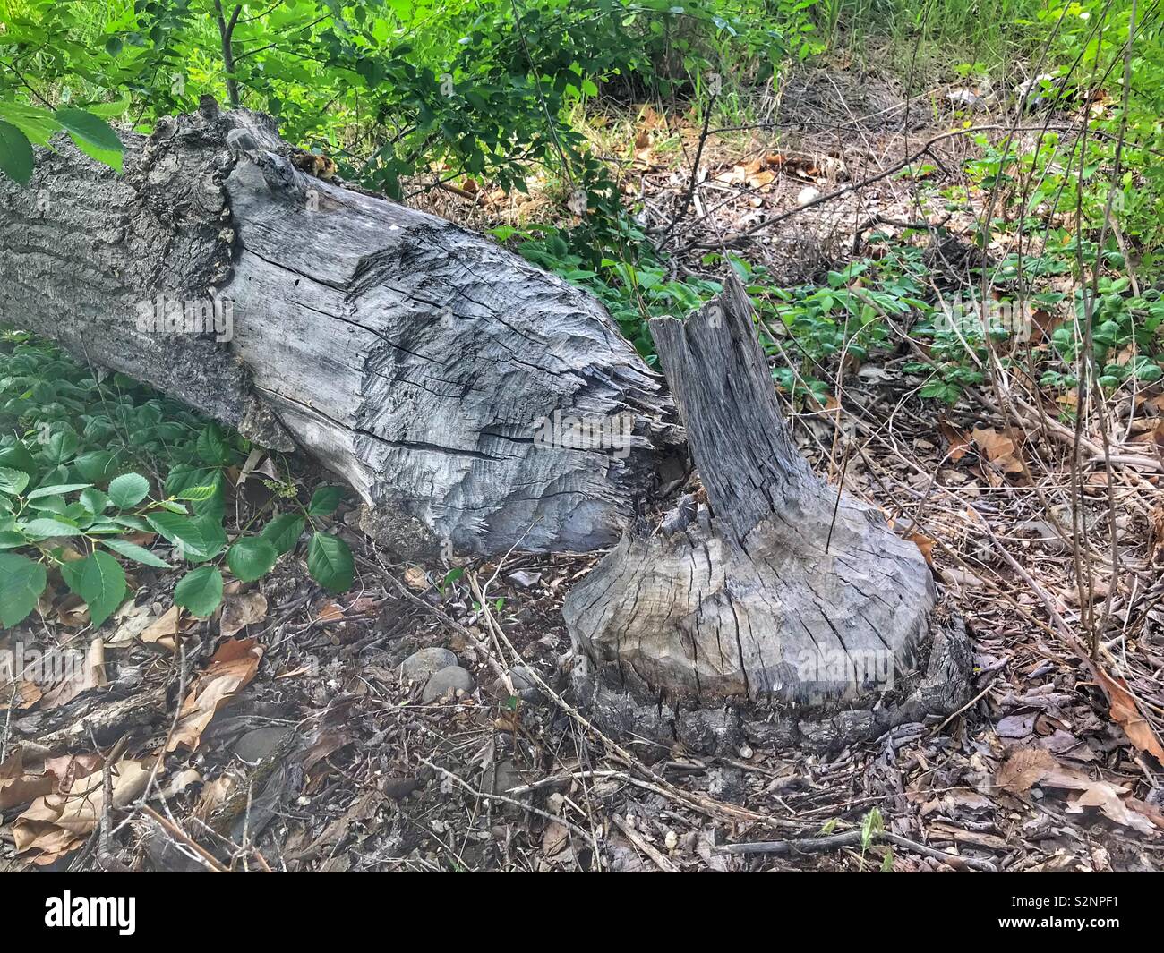 Tree cut down by a beaver Stock Photo - Alamy