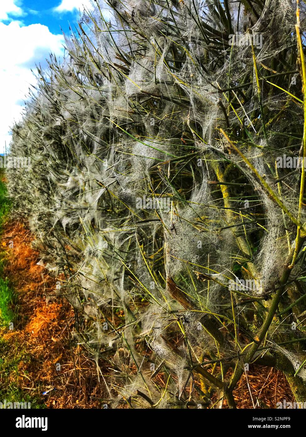 Spiders webs in a hedge Stock Photo - Alamy
