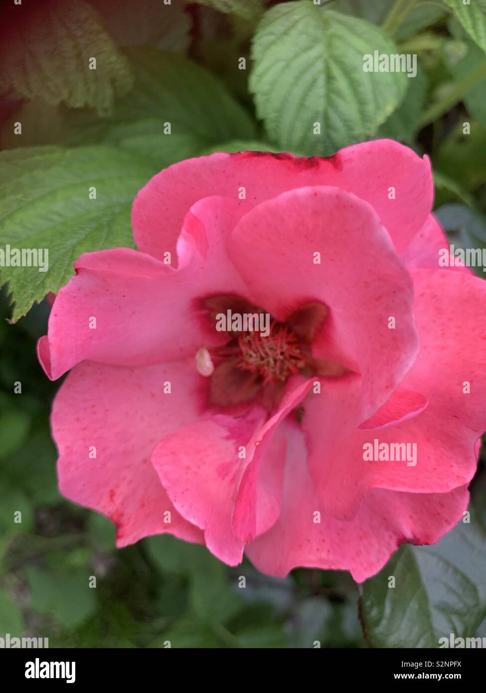 Single pink and red rose Stock Photo - Alamy