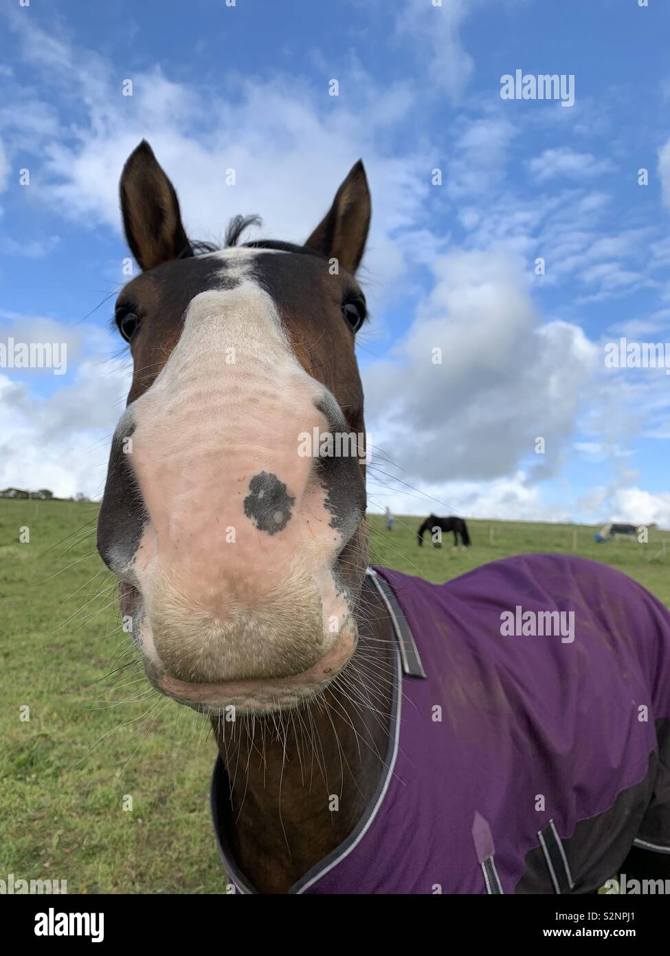 Nosey hi-res stock photography and images - Alamy