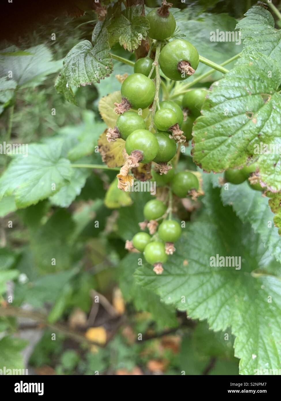 Black current hi-res stock photography and images - Alamy