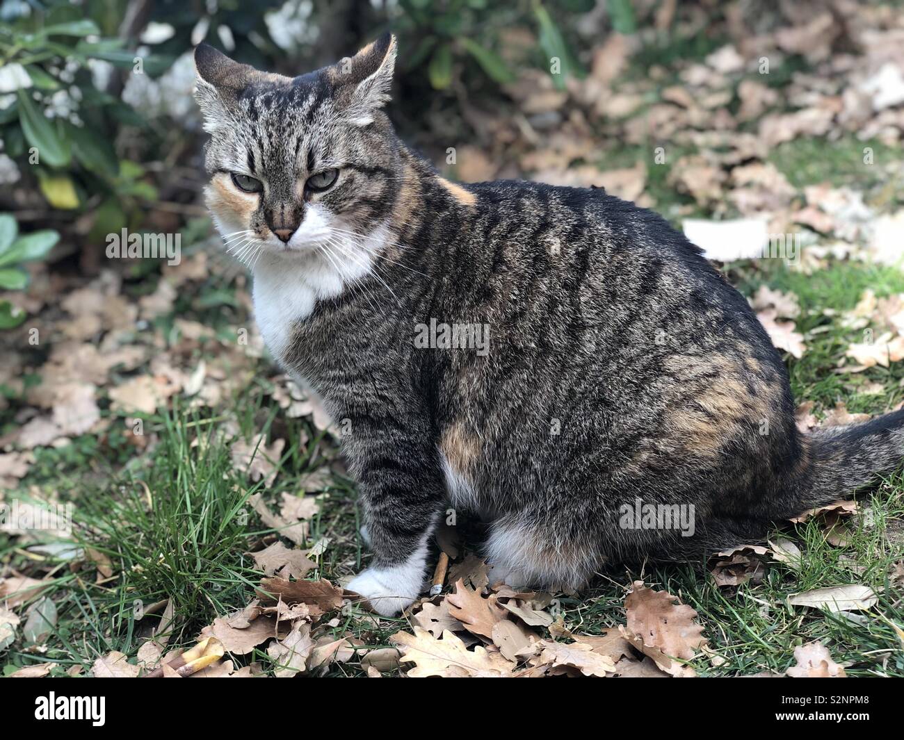 Gatto hi-res stock photography and images - Alamy