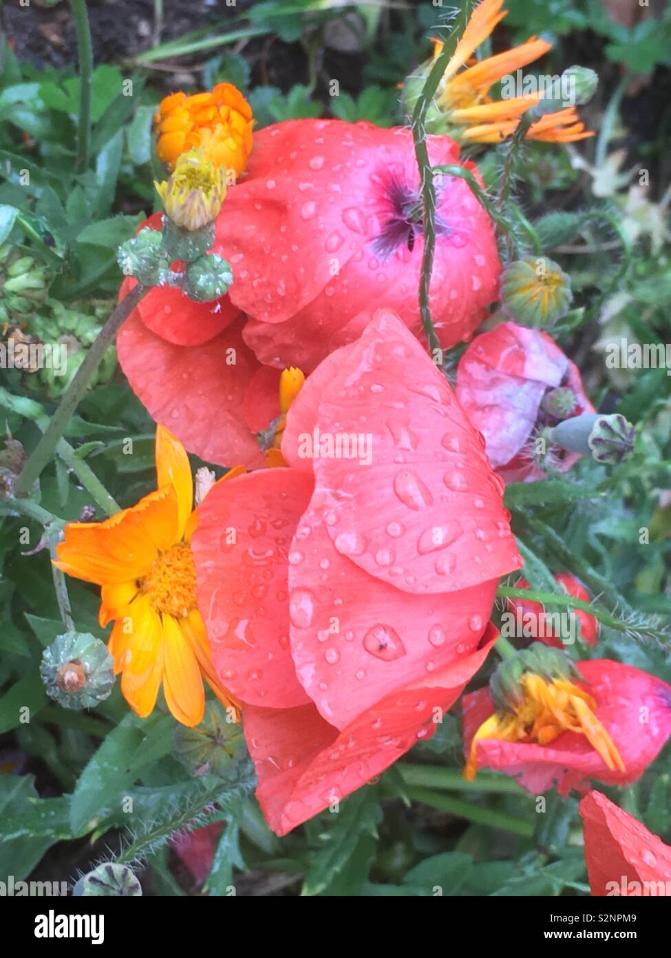Coquelicot hi-res stock photography and images - Alamy