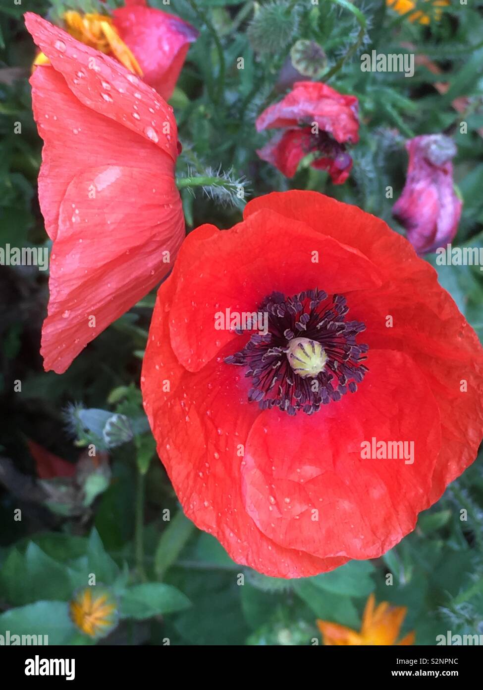 Coquelicot flower hi-res stock photography and images - Alamy