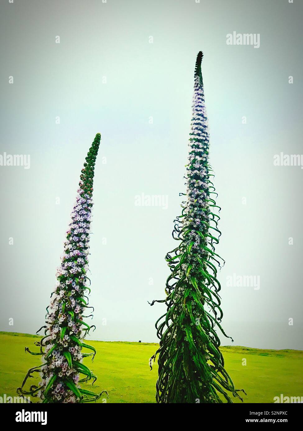 Beautiful plants at Souter lighthouse Stock Photo - Alamy