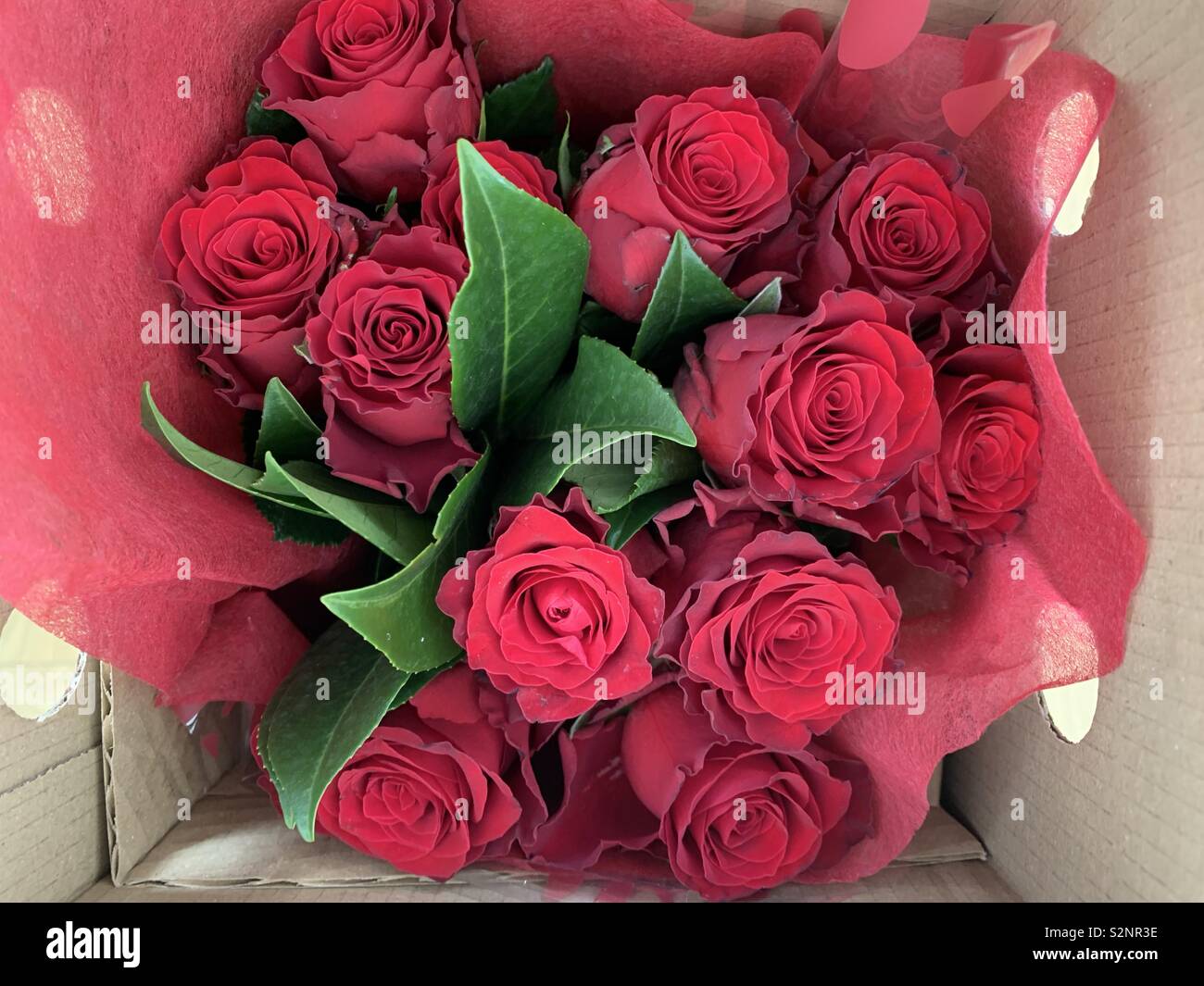 Surprise roses hi-res stock photography and images - Alamy