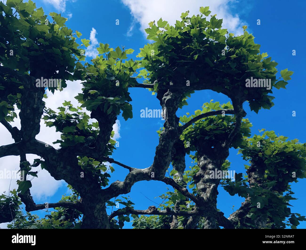 Plain tree hi-res stock photography and images - Alamy