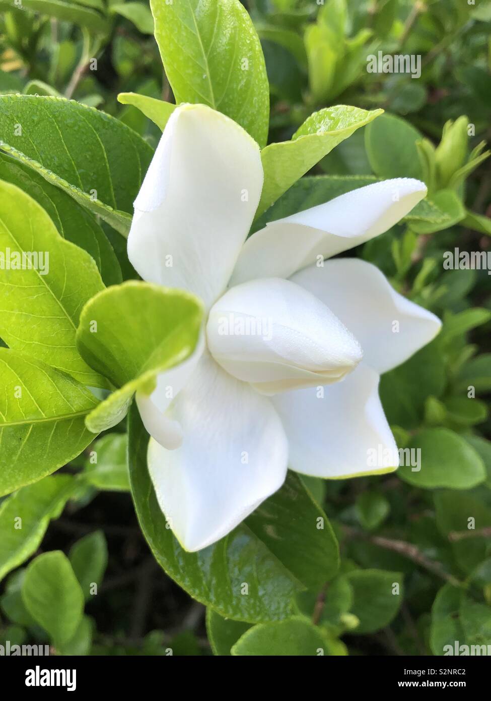 Flowering gardenia hi-res stock photography and images - Alamy