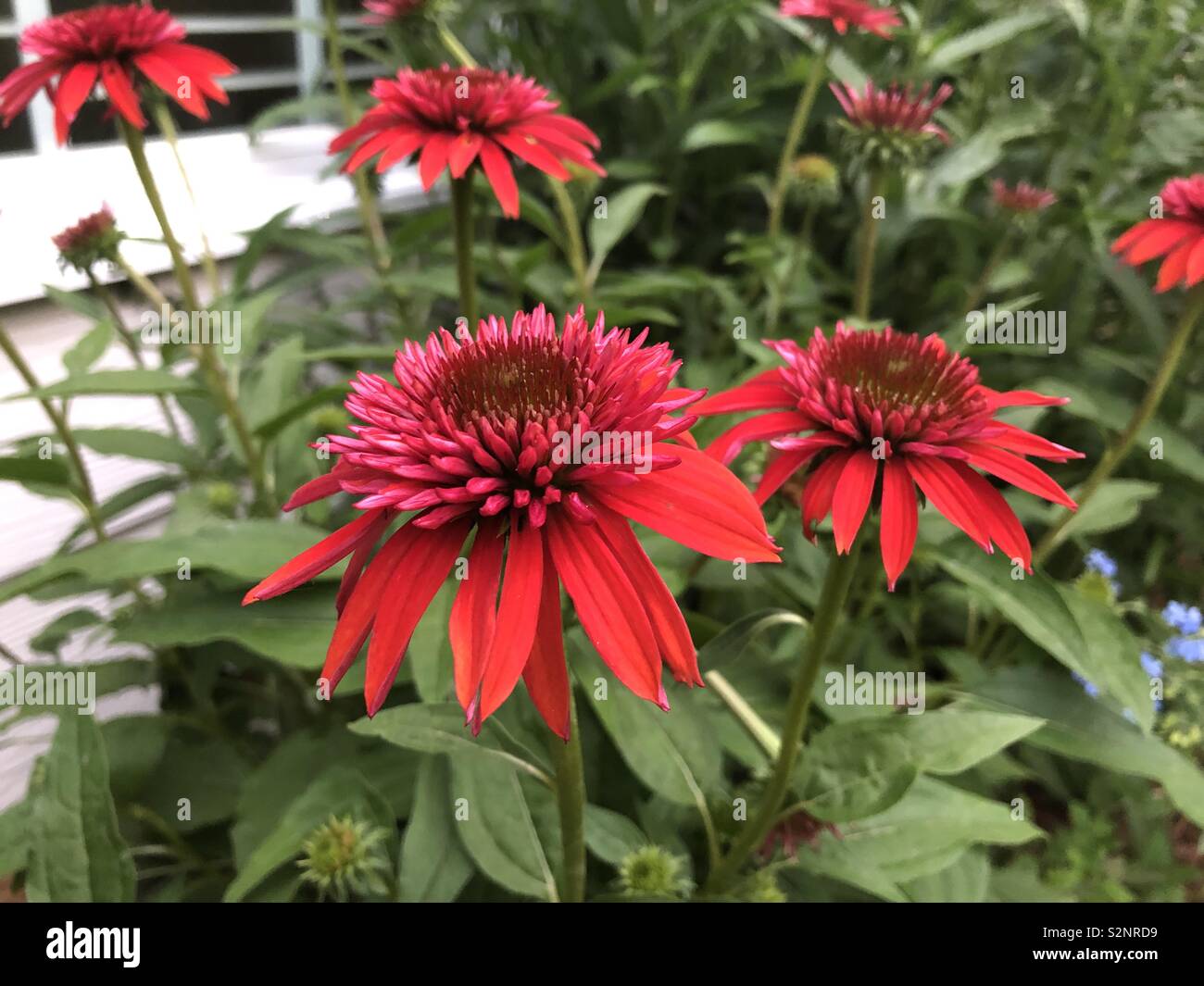 Red perennials hi-res stock photography and images - Alamy