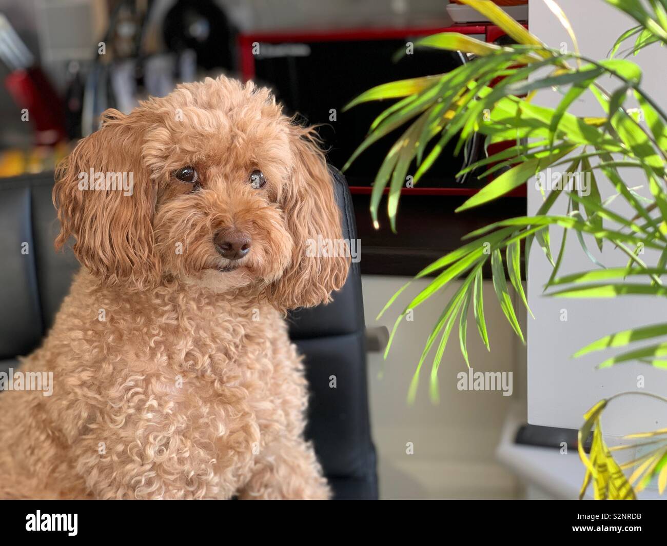 Serious dog hi-res stock photography and images - Alamy
