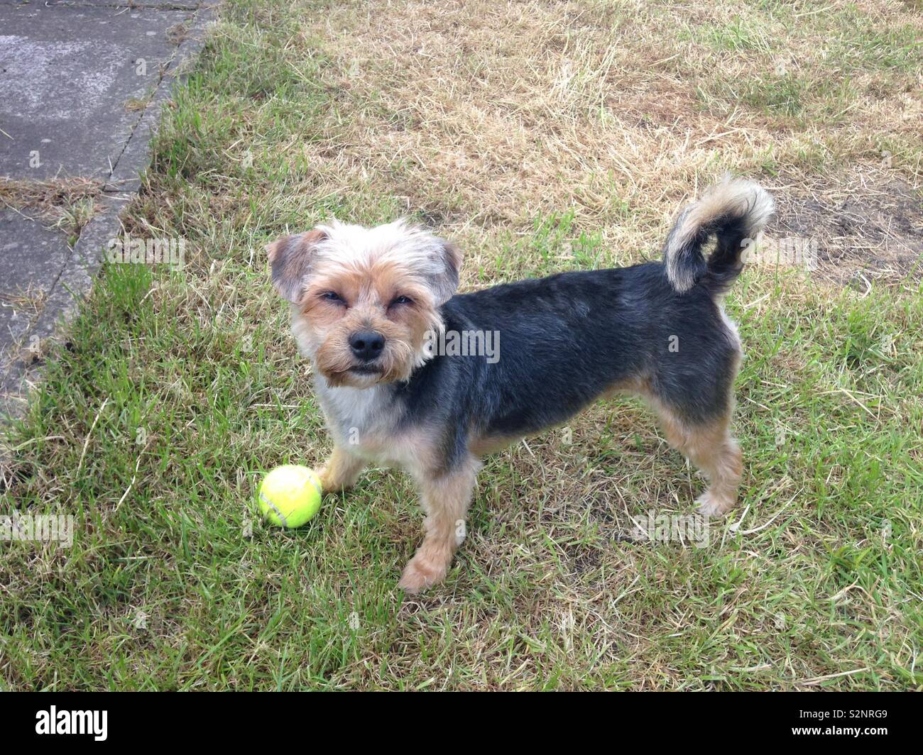 Dog and ball Stock Photo - Alamy