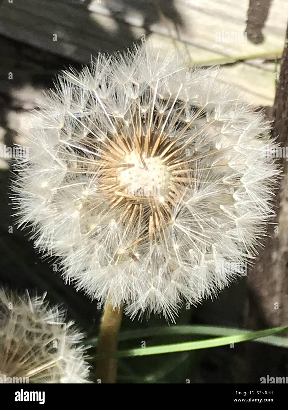 Blown dandelion clock hi-res stock photography and images - Alamy