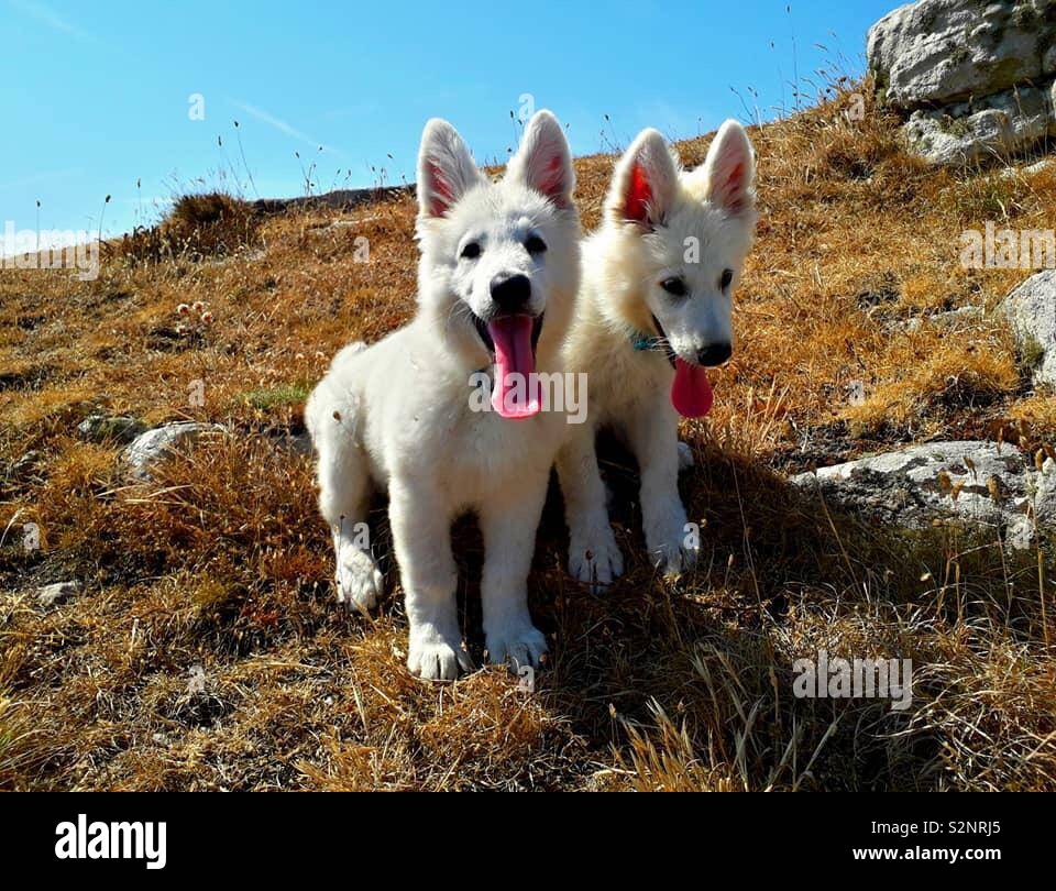 White Swiss Shepherds High Resolution Stock Photography and Images - Alamy