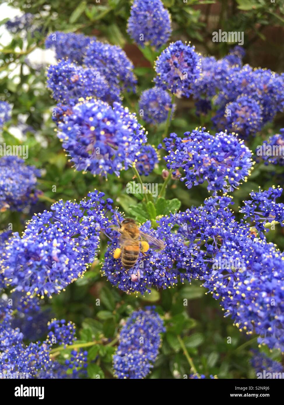British springtime hi-res stock photography and images - Alamy