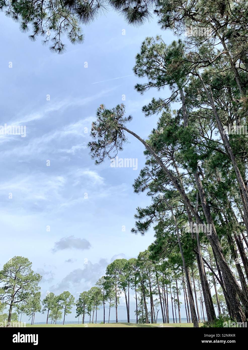 Pines landscape hi-res stock photography and images - Alamy