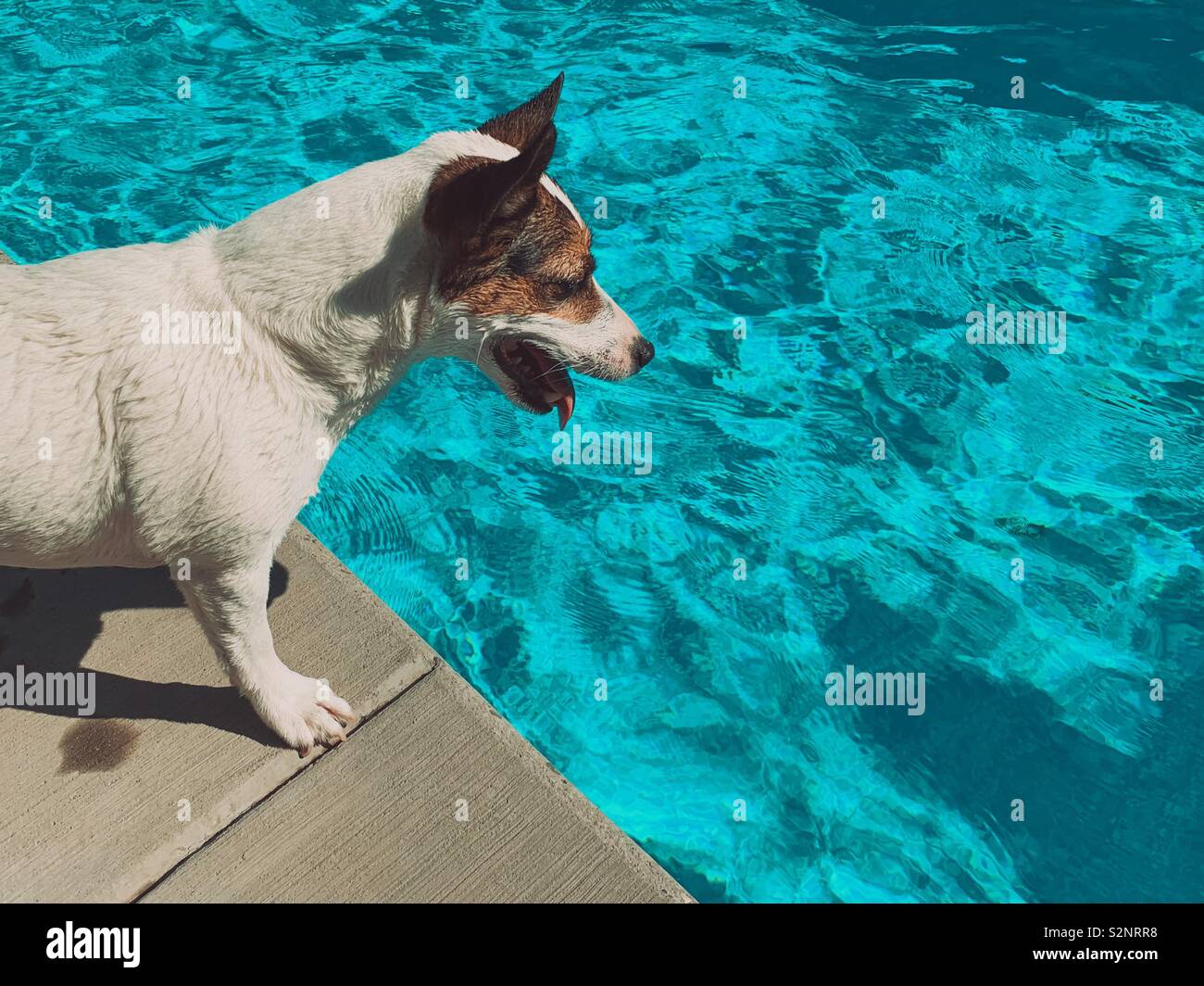 Dog standing in a pool hi-res stock photography and images - Alamy