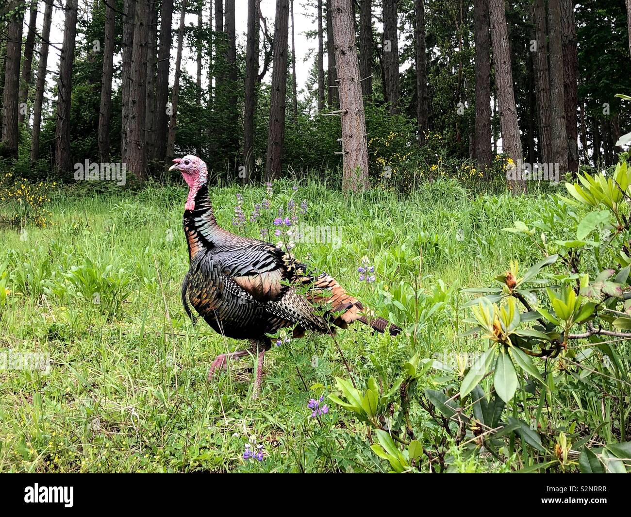 Suburban wildlife hi-res stock photography and images - Alamy