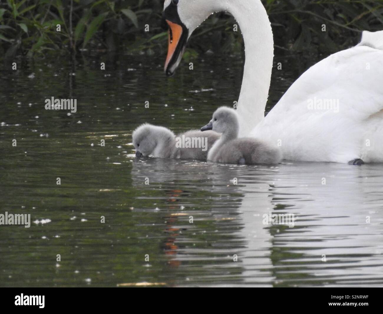 One mummy hi-res stock photography and images - Alamy