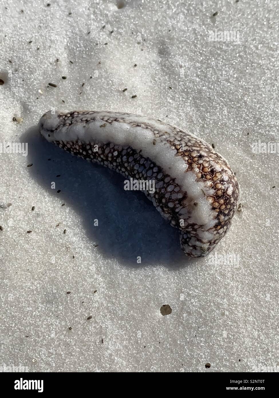 Sea cucumber lying on sand on beach, closeup Stock Photo - Alamy