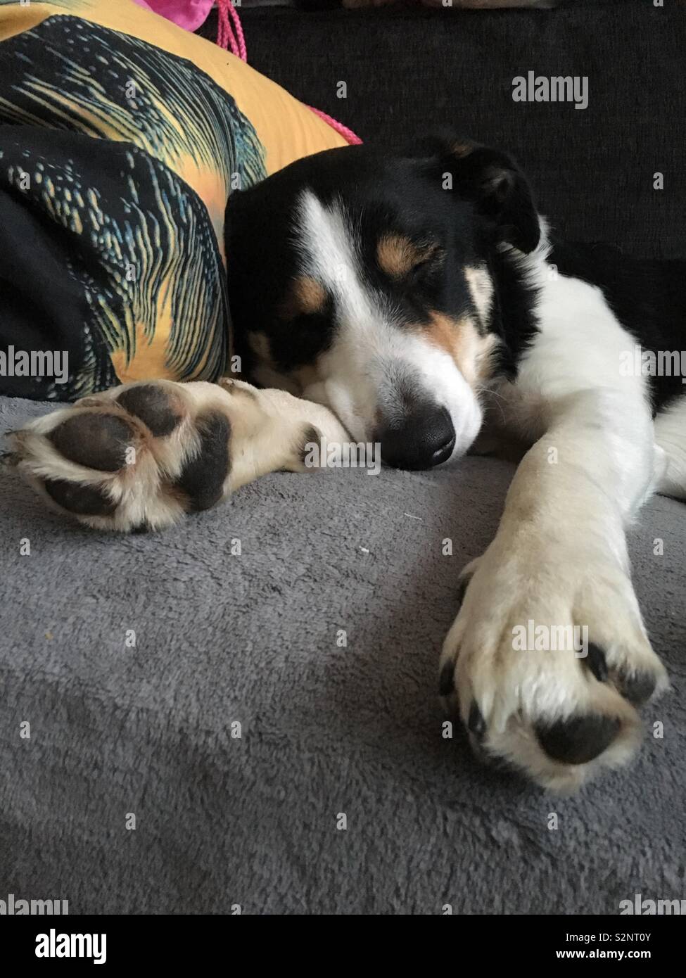 Tri colour collie hi-res stock photography and images - Alamy
