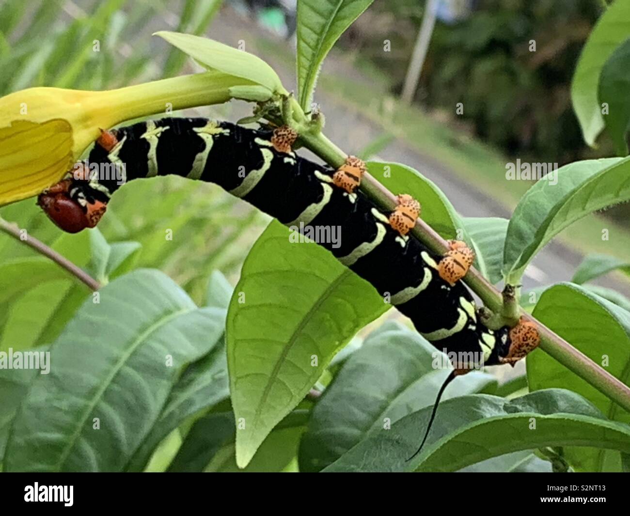 Frangipani hawkmoth caterpillar hi-res stock photography and images - Alamy