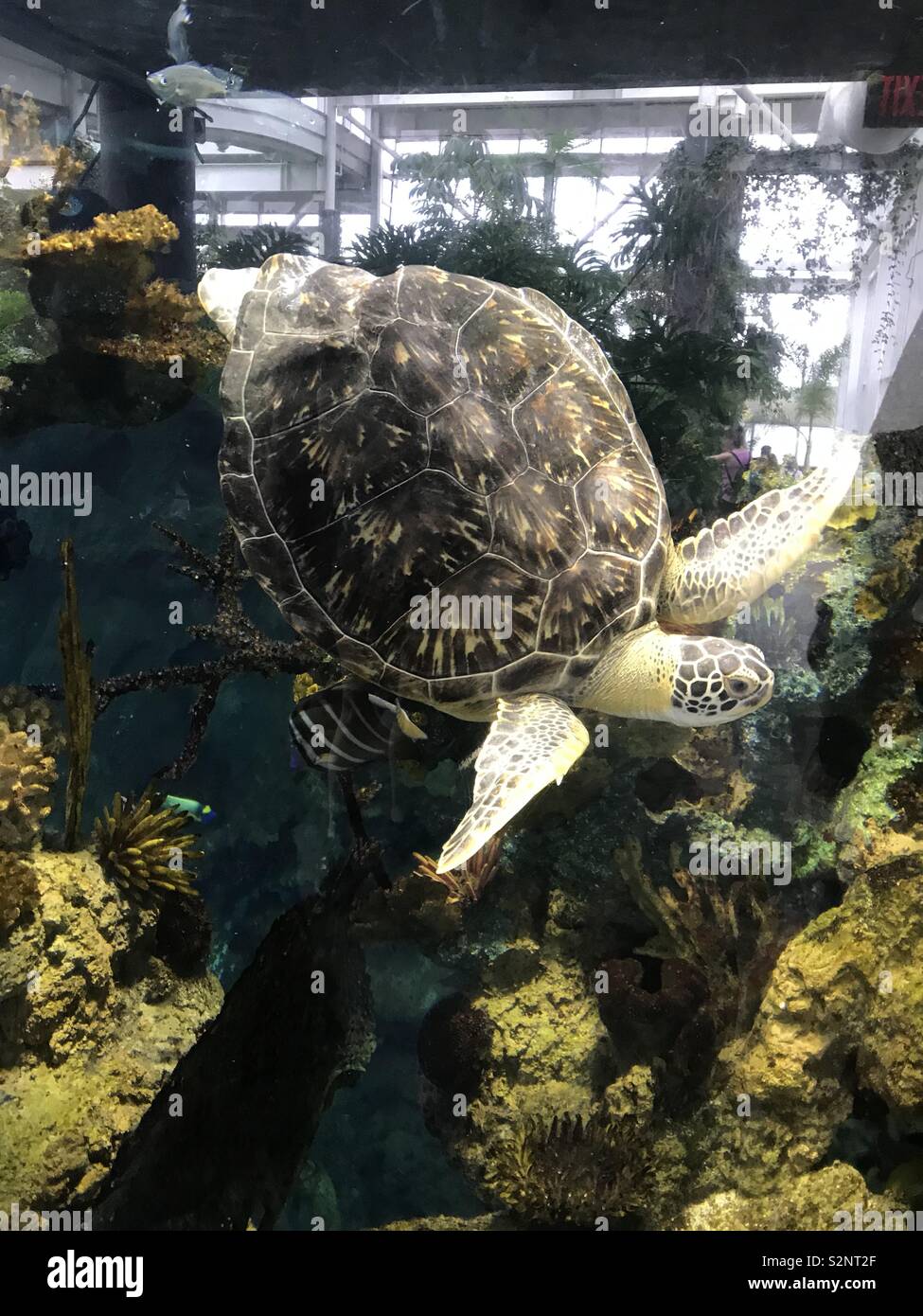 Turtle at zoo hi-res stock photography and images - Alamy