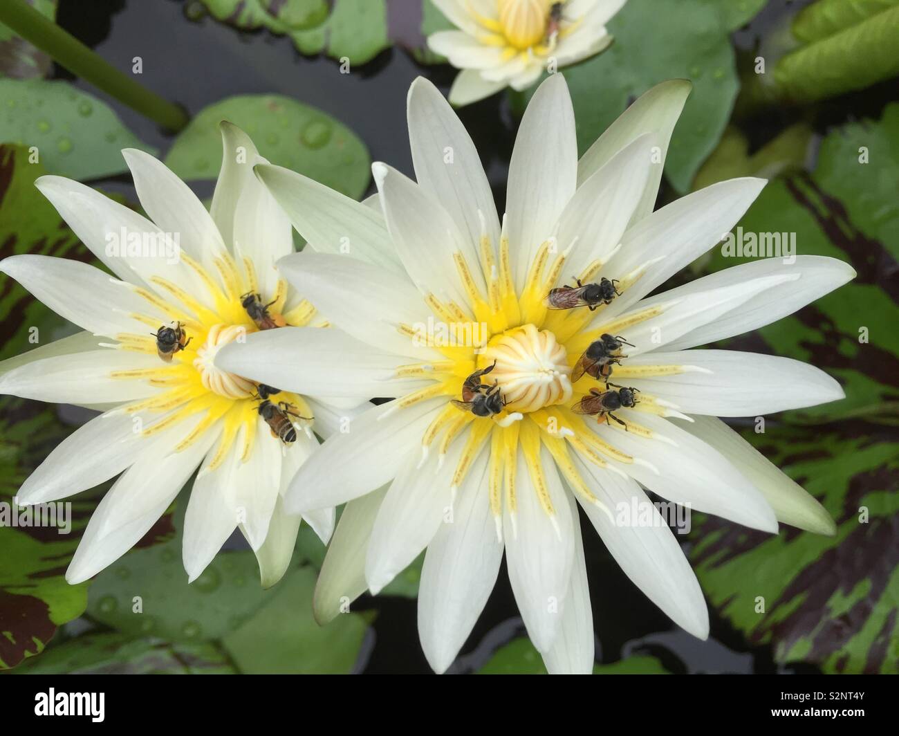 Lily flowers and ponds hi-res stock photography and images - Alamy