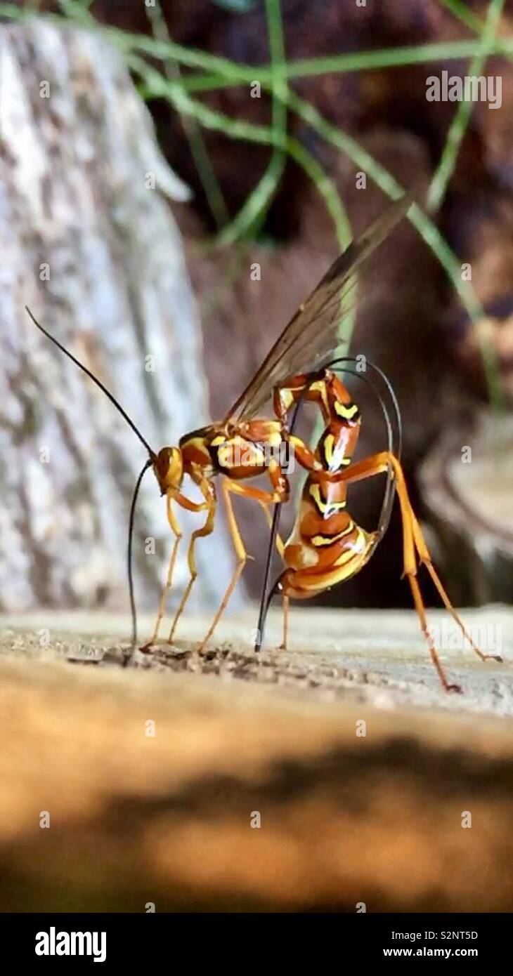 Multicolored Parasitic wasp after bark beetle larvae Stock Photo - Alamy