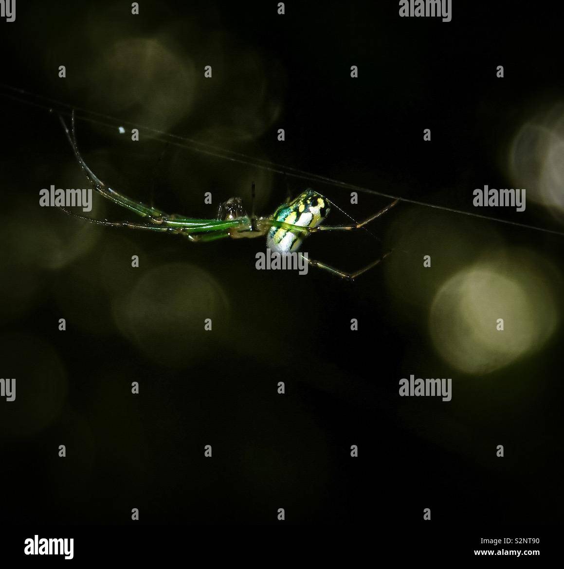 Close up of spider spinning web hi-res stock photography and images - Alamy