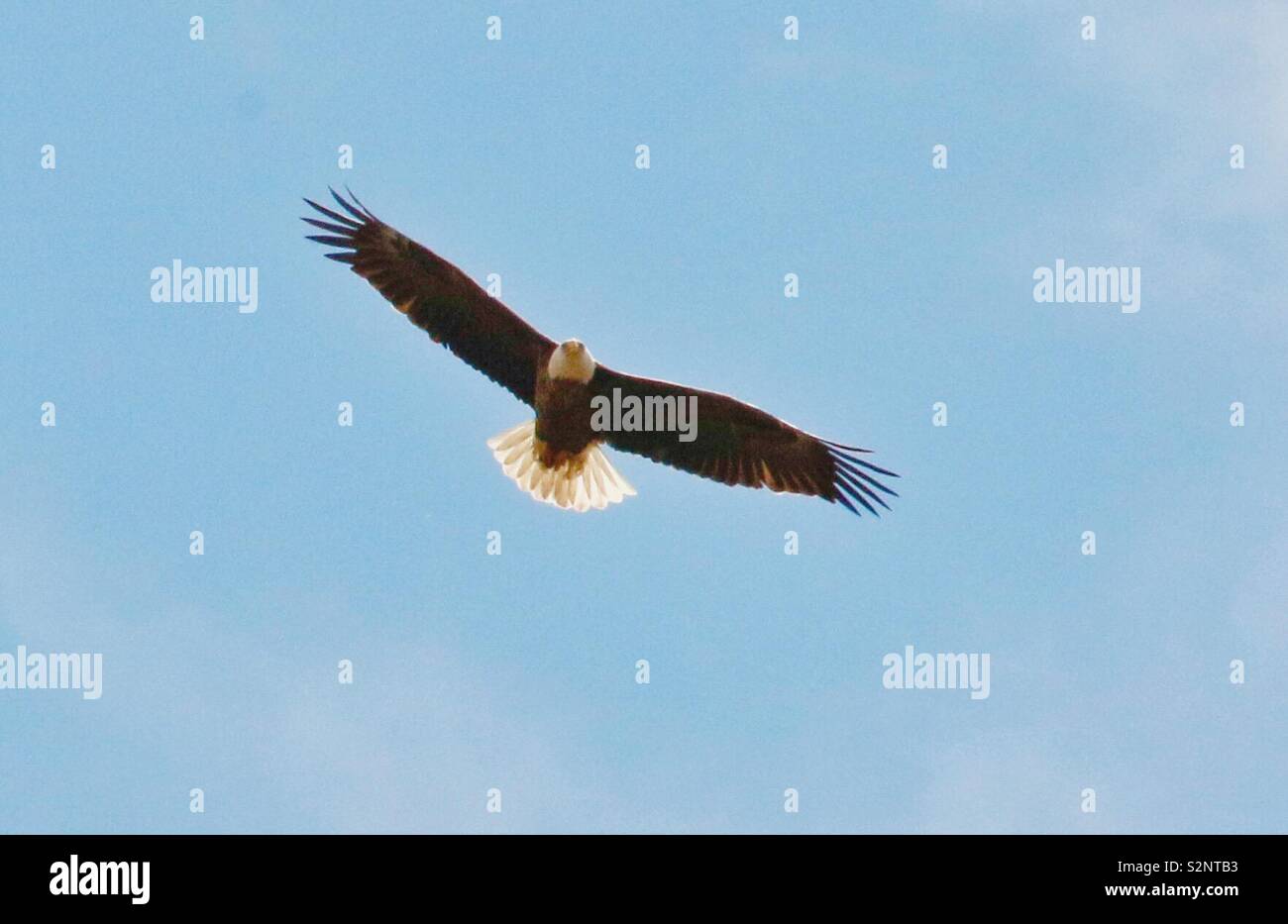 Bald Eagle Soaring Stock Photo - Alamy Bald Eagle Soaring Stock Photo - Alamy