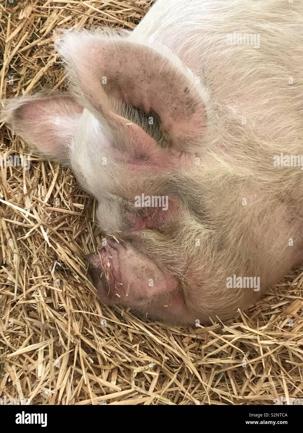 Pig asleep hi-res stock photography and images - Alamy