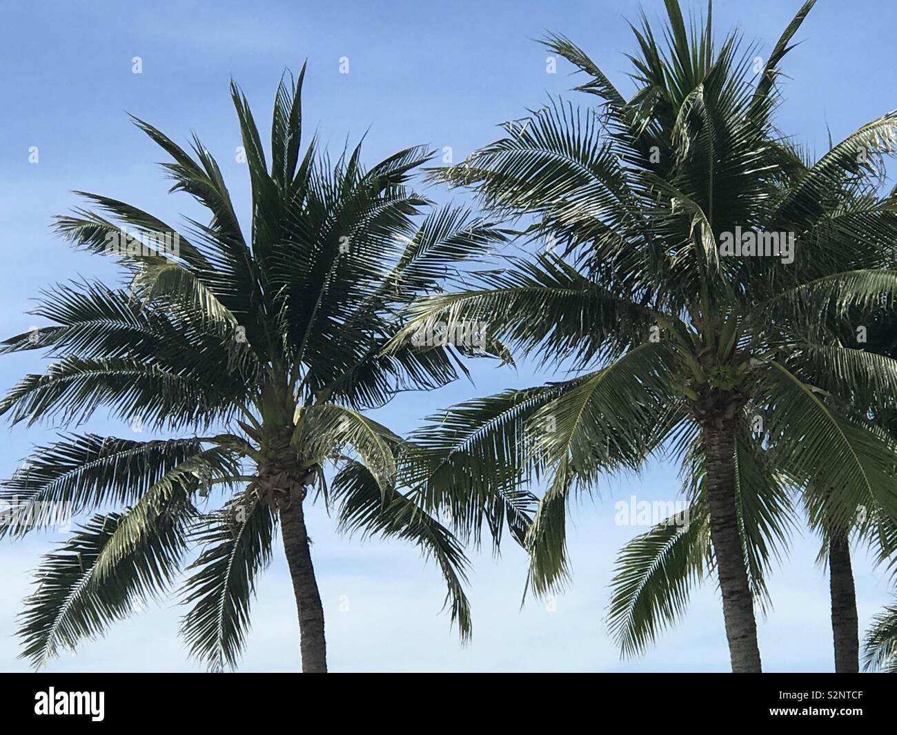 Palm tree pair Stock Photo - Alamy