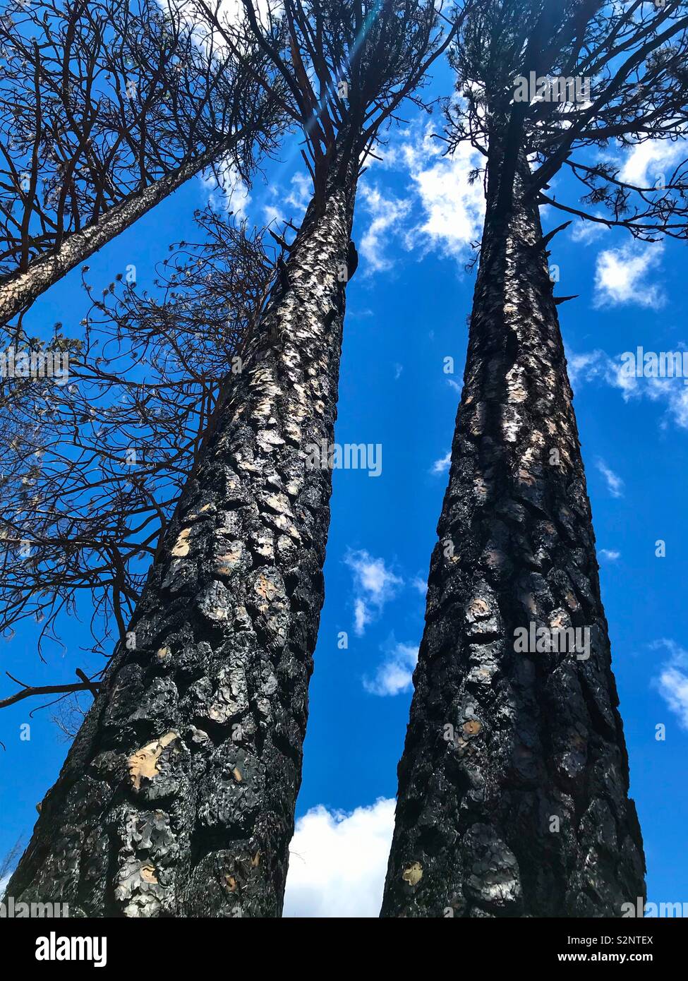 Fire scorched hi-res stock photography and images - Alamy