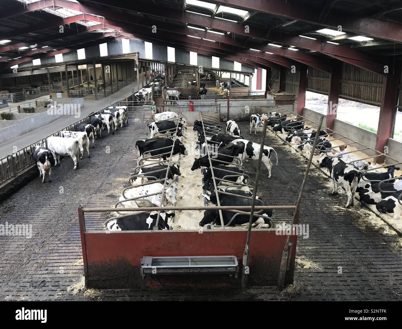 Cow pens hi-res stock photography and images - Alamy