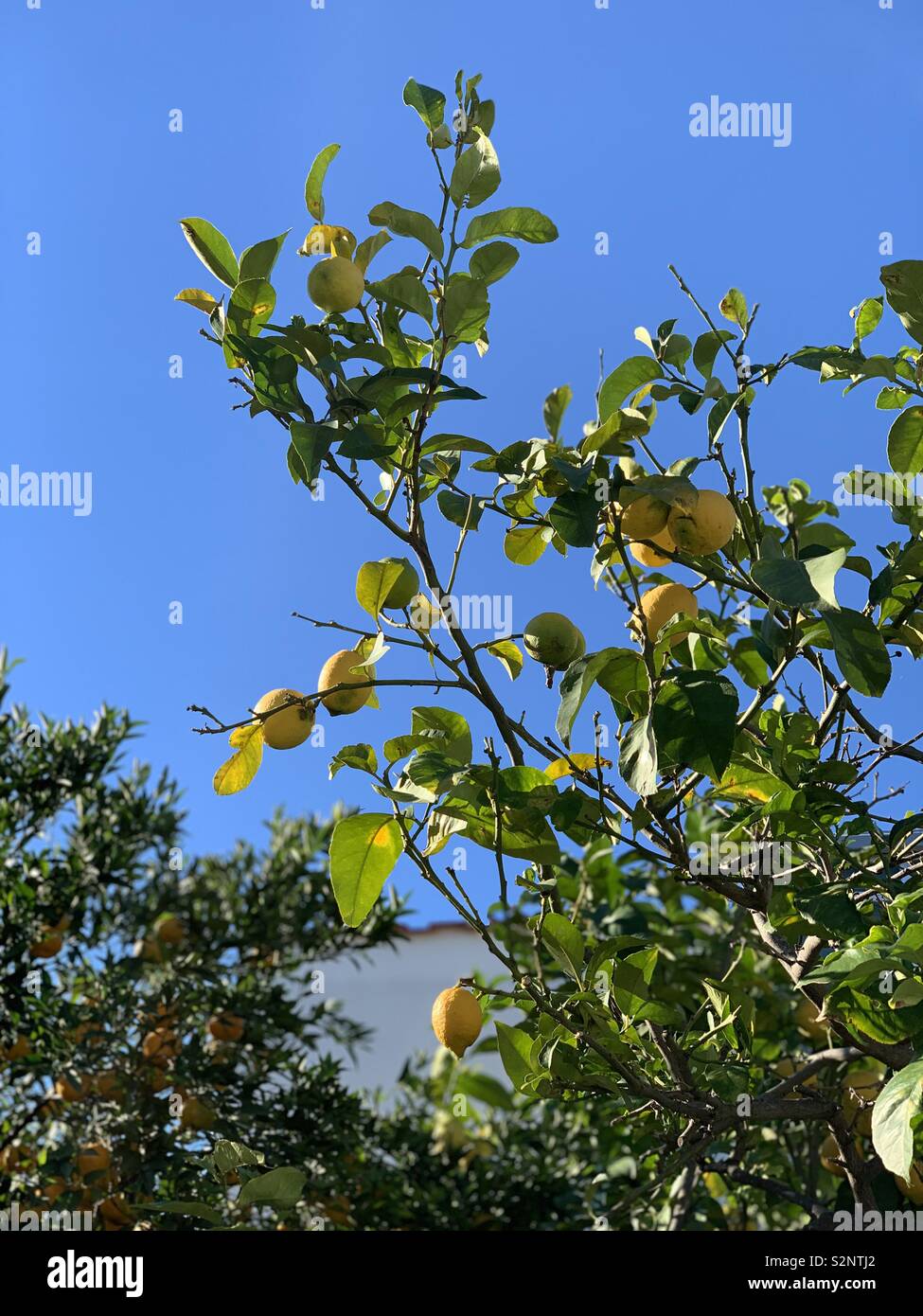 Ischia lemons hi-res stock photography and images - Alamy
