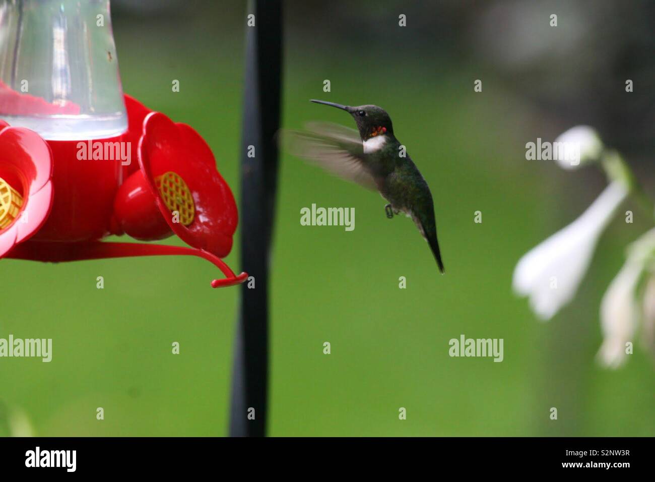 Incoming Humming bird Stock Photo - Alamy