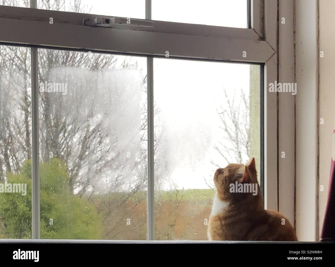 Thinking Animals High Resolution Stock Photography and Images - Alamy