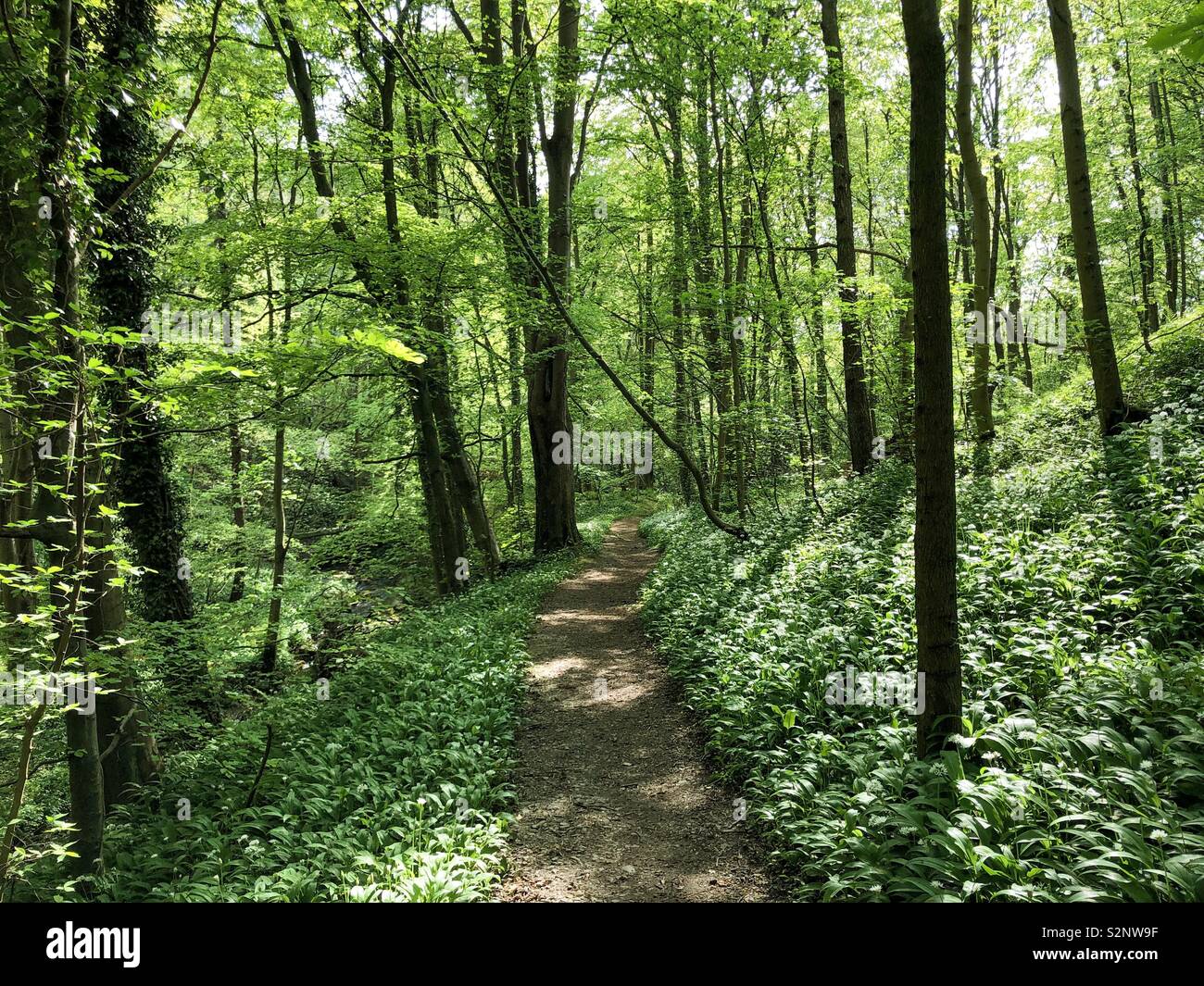 Romantic woodland walk hi-res stock photography and images - Alamy