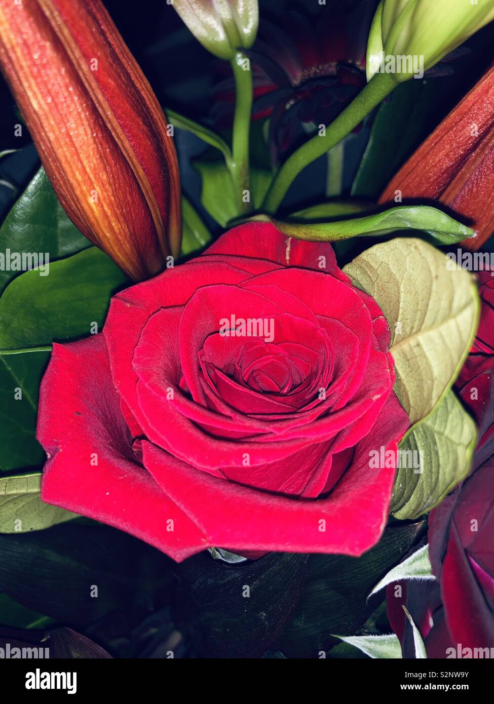 Hidden rose hi-res stock photography and images - Alamy