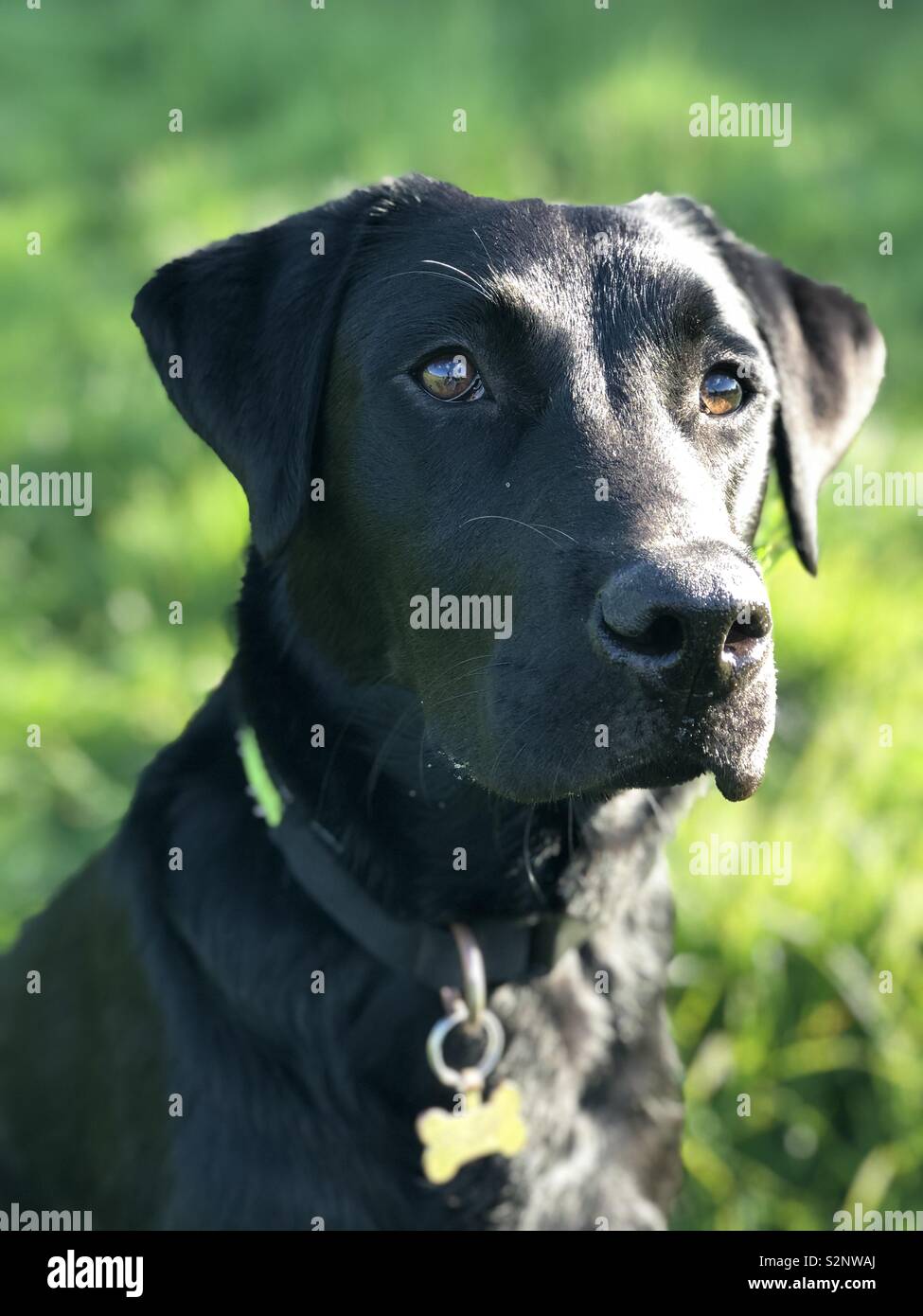 A female black Labrador looks into distance Stock Photo - Alamy
