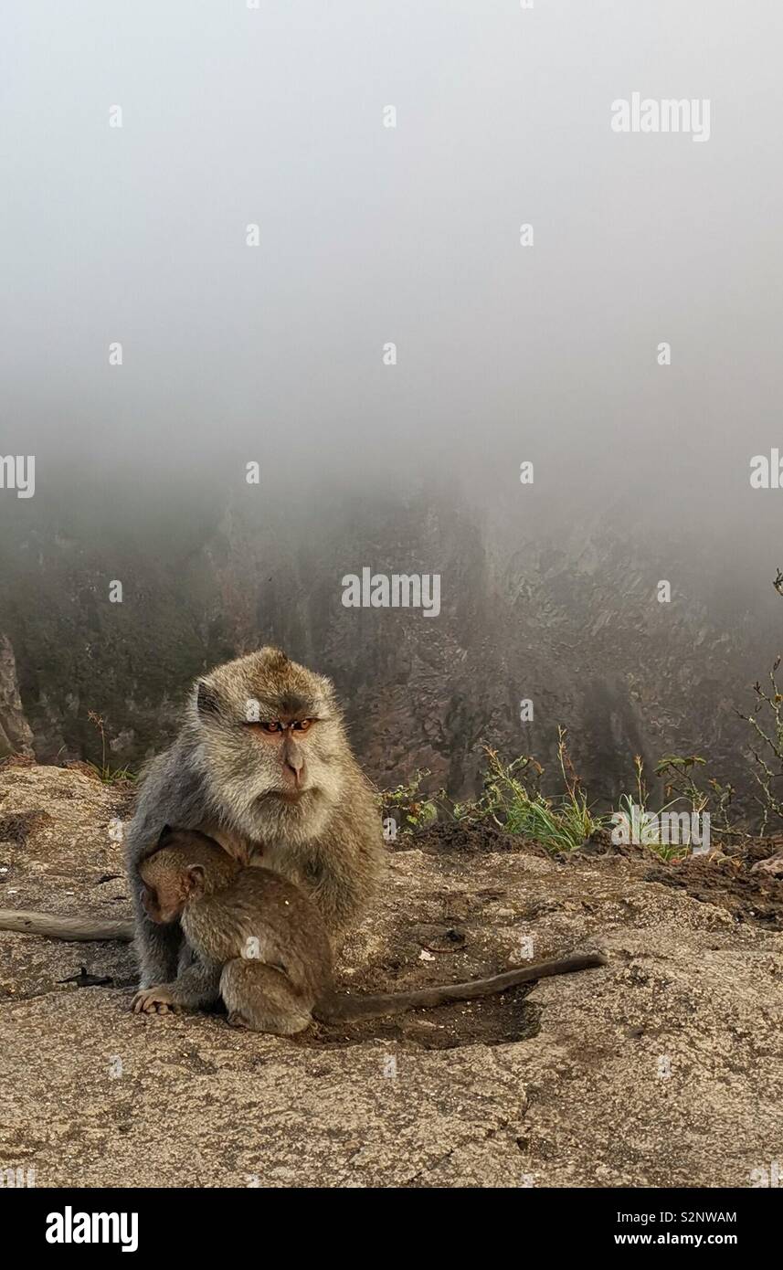 A Balinese Macaque monkey on top of the Batur volcano in Bali ...