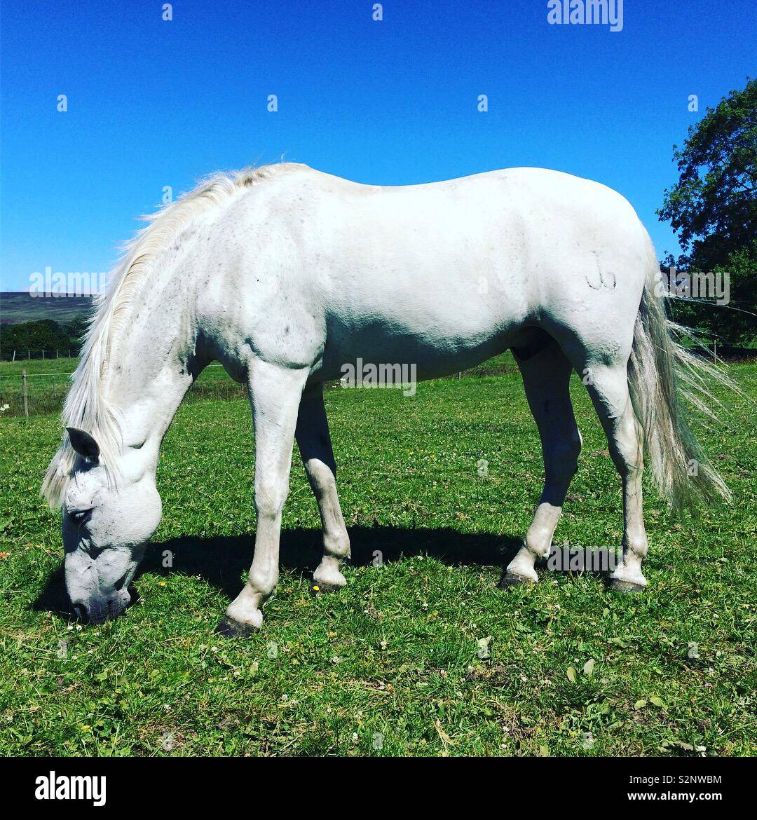 Spanish Horse High Resolution Stock Photography and Images - Alamy
