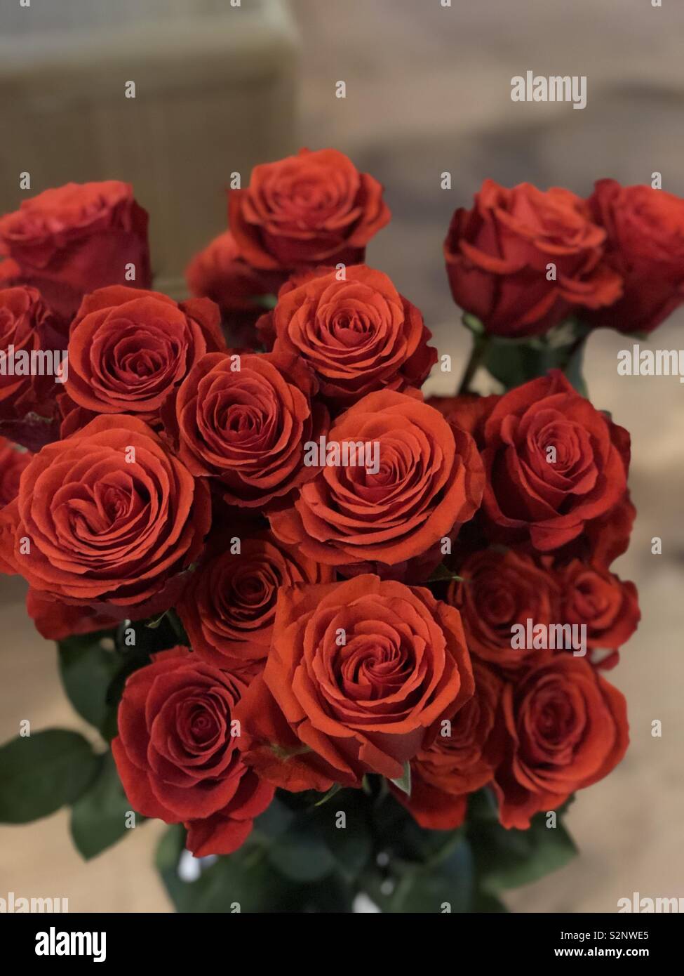 Redroses High Resolution Stock Photography and Images - Alamy