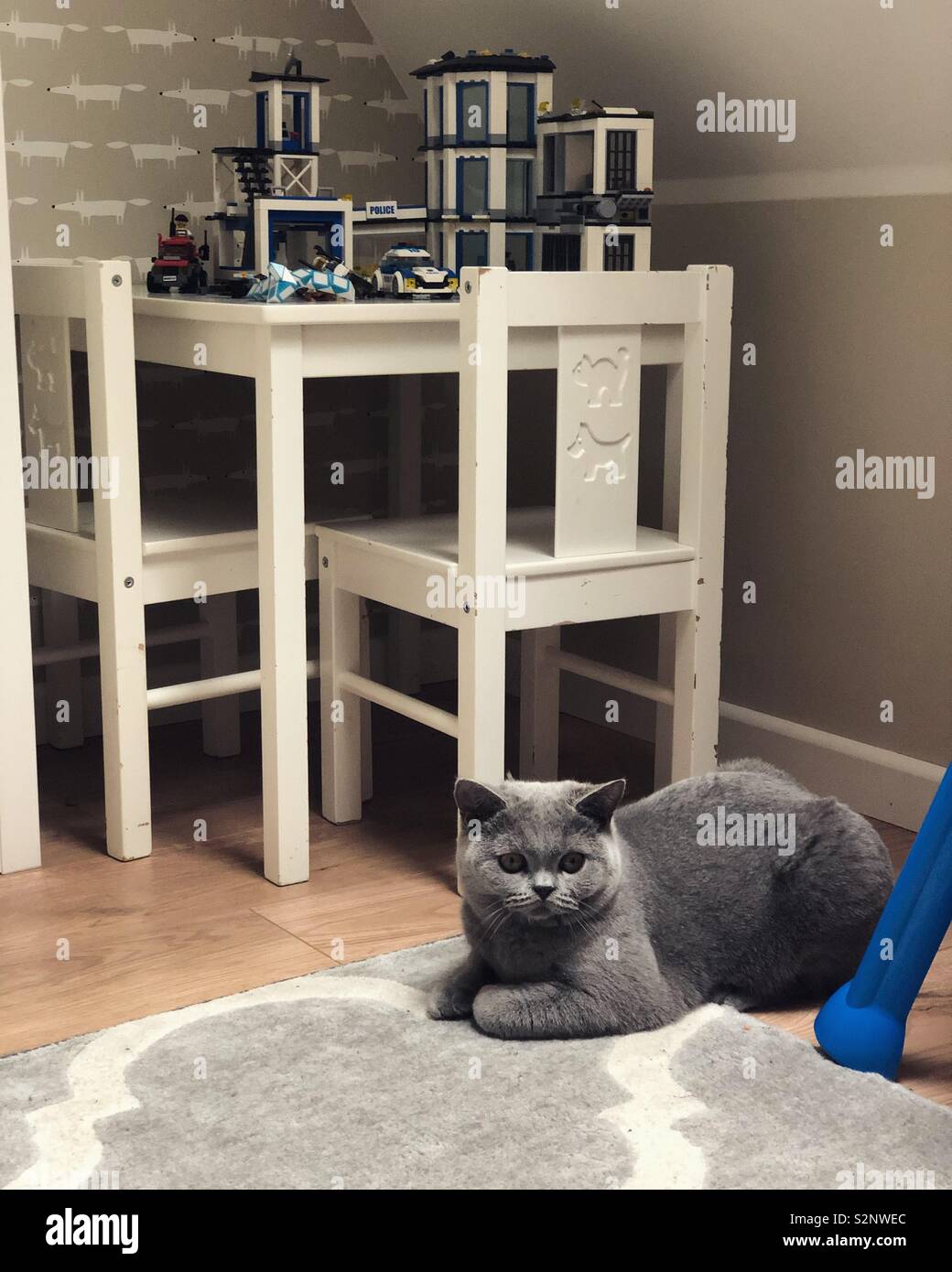 Britishshorthair hi-res stock photography and images - Alamy