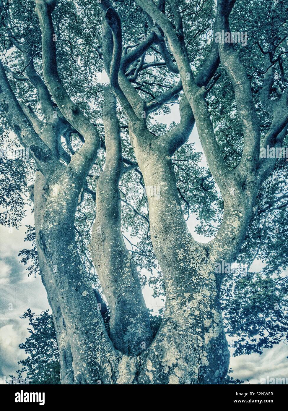Branches of beeches hi-res stock photography and images - Alamy