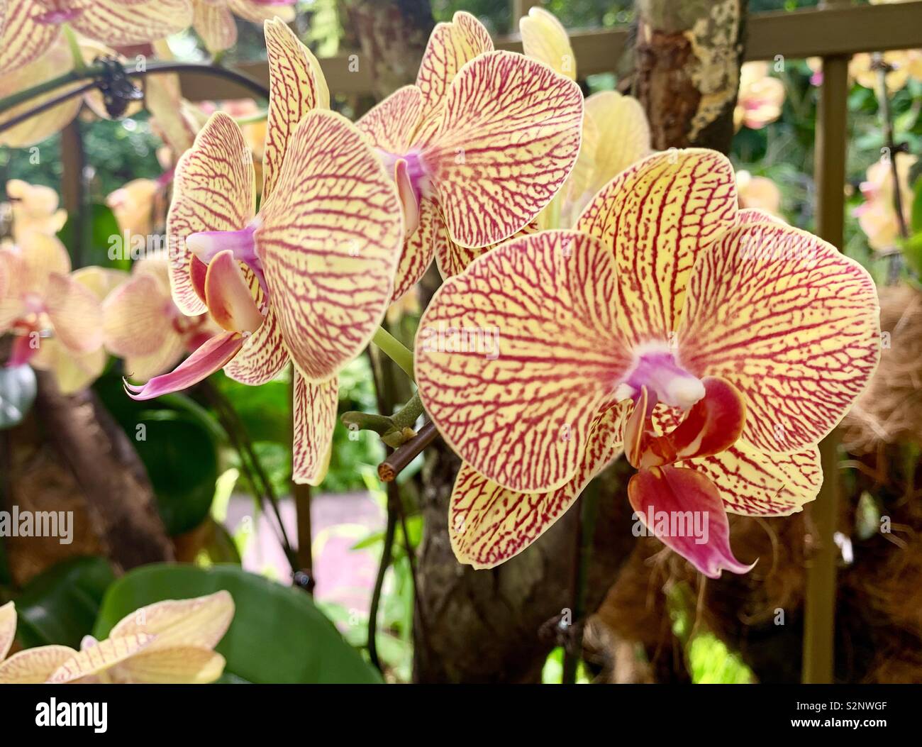 Singapore botanical hi-res stock photography and images - Alamy