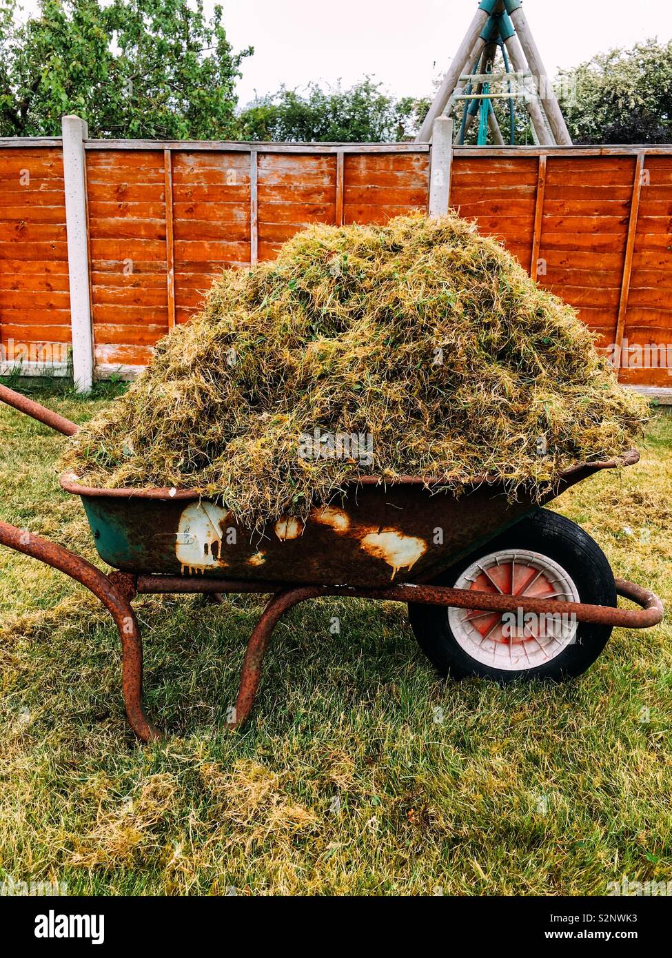 Wheelbarrow full of dead grass, moss and thatch after a has be ...
