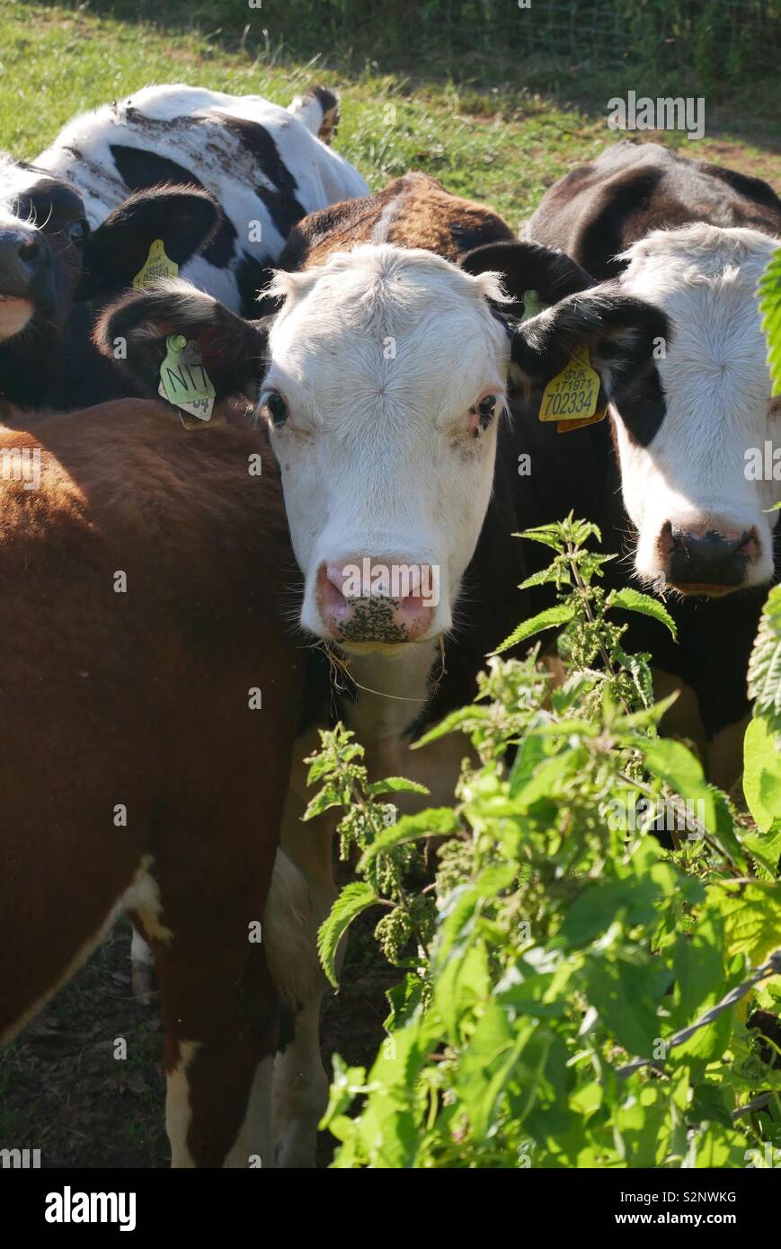 Friendly Cows High Resolution Stock Photography and Images - Alamy
